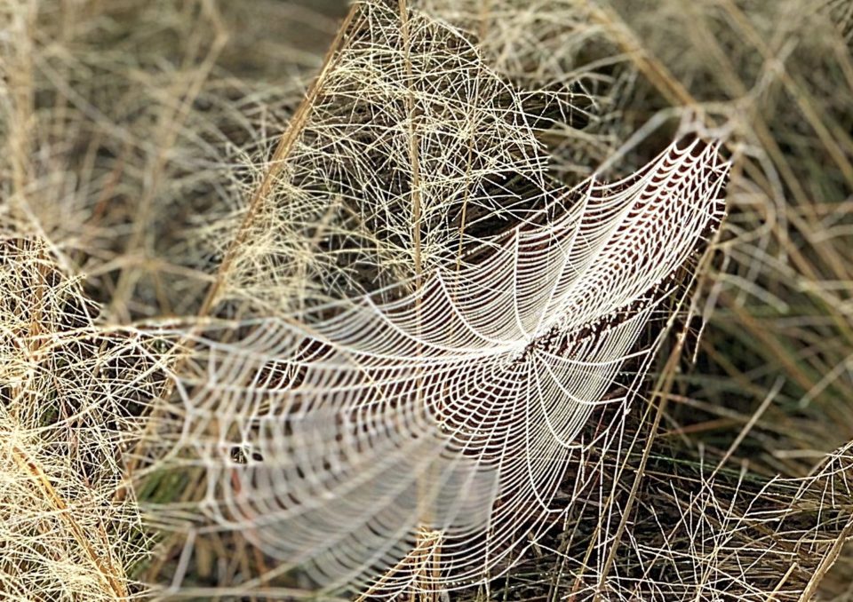 Webs of Entanglement - DA' STYLISH FOODIE