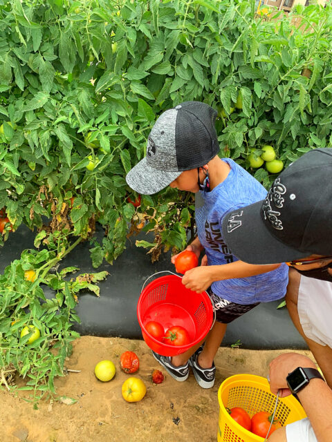 Atkinson Farms - DA' STYLISH FOODIE